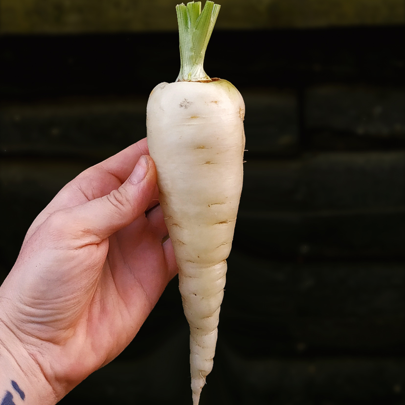 Carotte - "Blanche des Vosges"